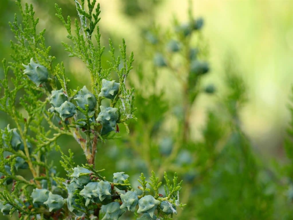 4CYTE™ AU - What is Epiitalis? And what does it do?