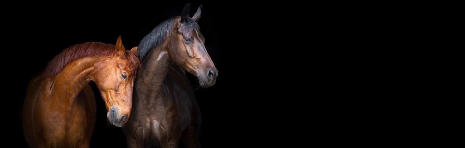 4CYTE - Joint Supplements For Horses