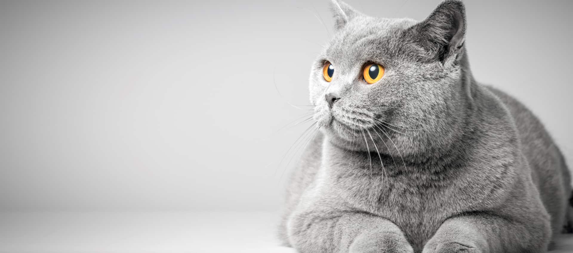 4CYTE - Joint Supplements For Cats